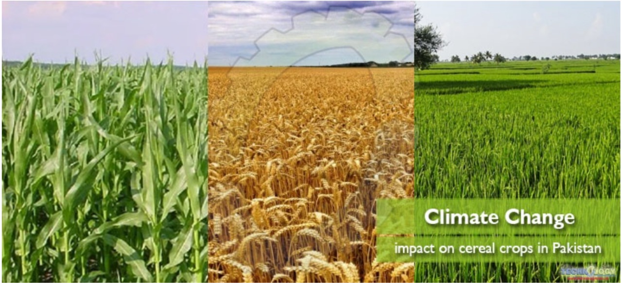 Climate Change Impact on Cereal Crops in Pakistan - IUB - The Islamia ...
